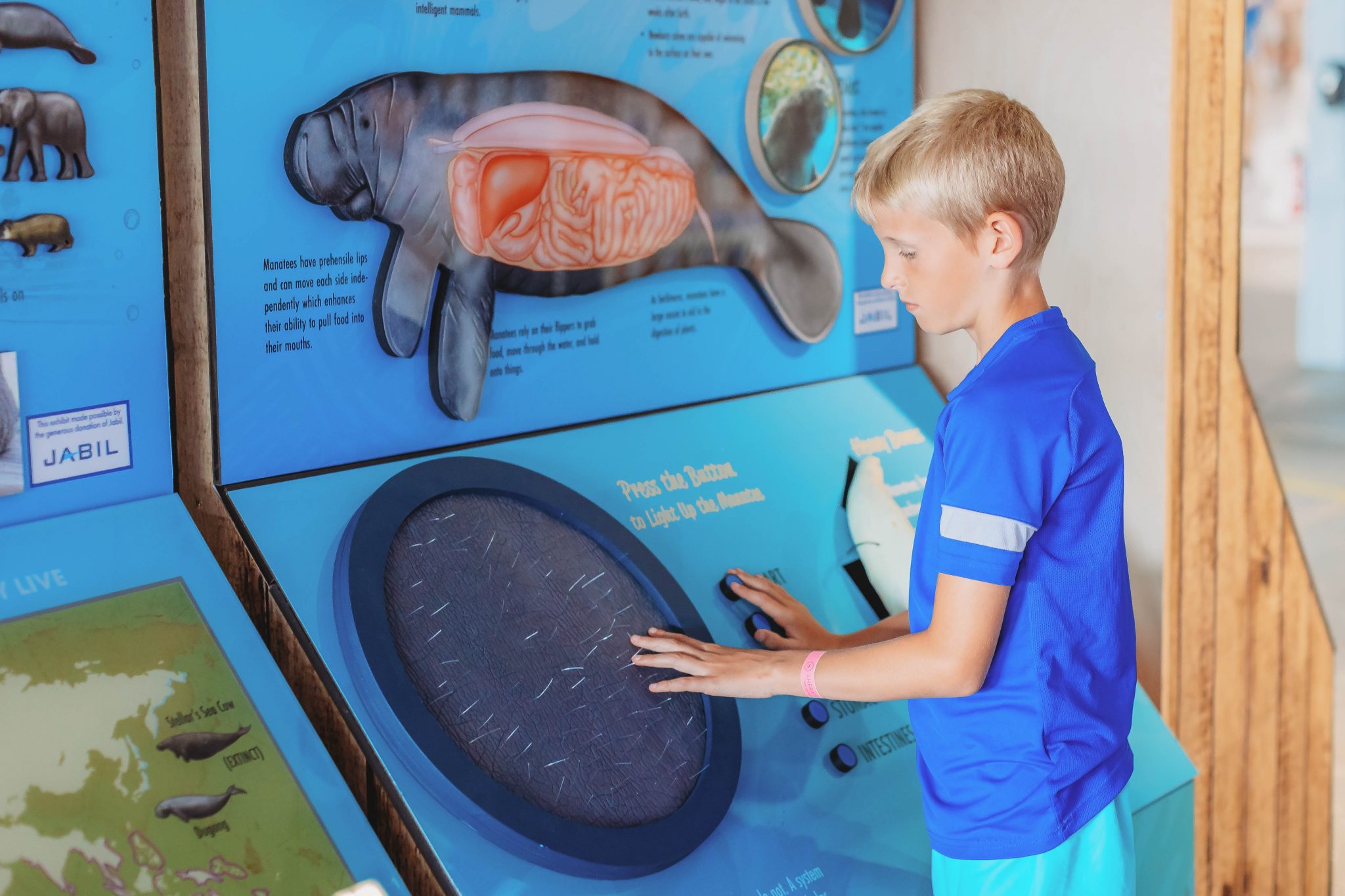 Manatee Ecosystem Exhibit - Clearwater Marine Aquarium