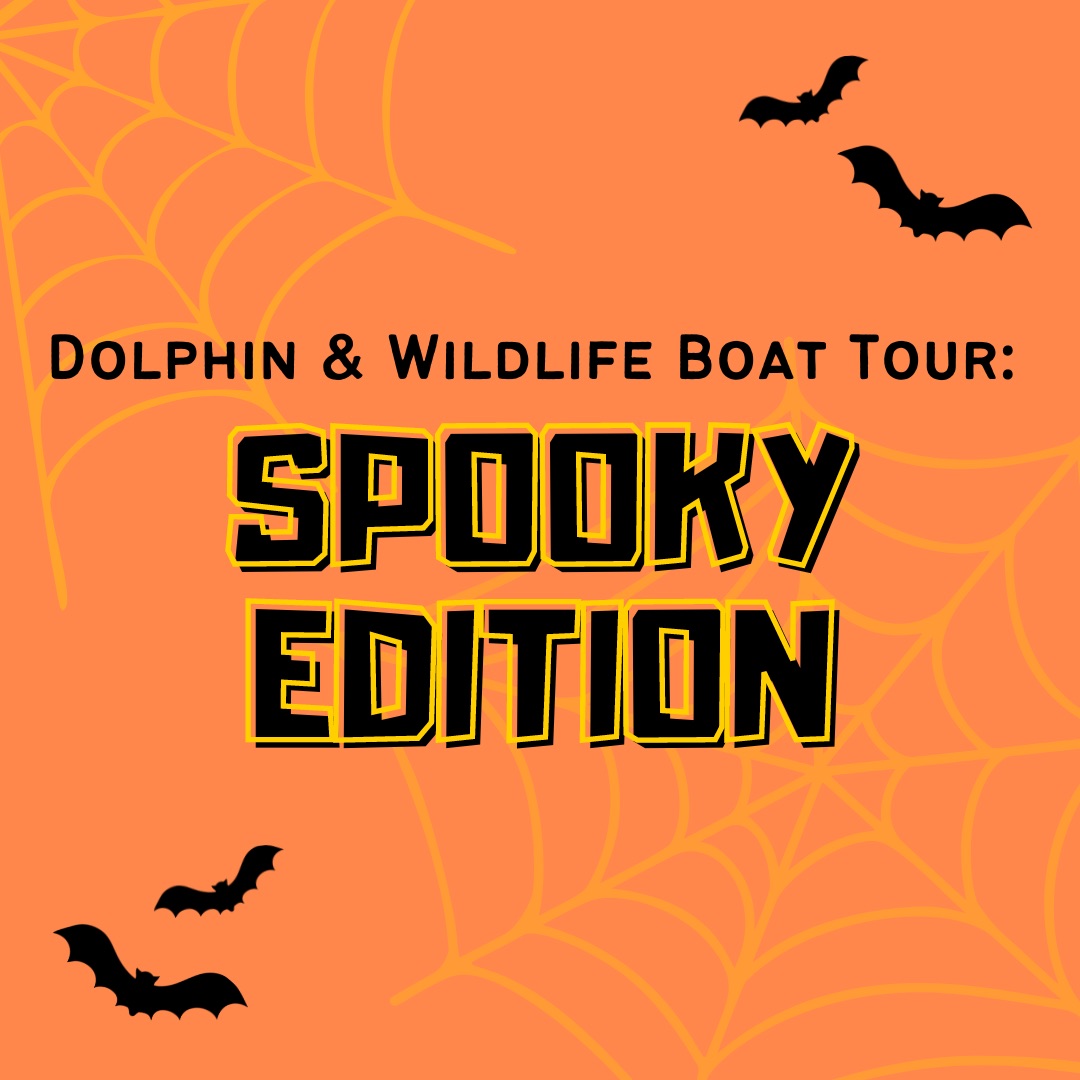 Dolphin & Wildlife Boat Tour: Spooky Edition - Clearwater Marine Aquarium