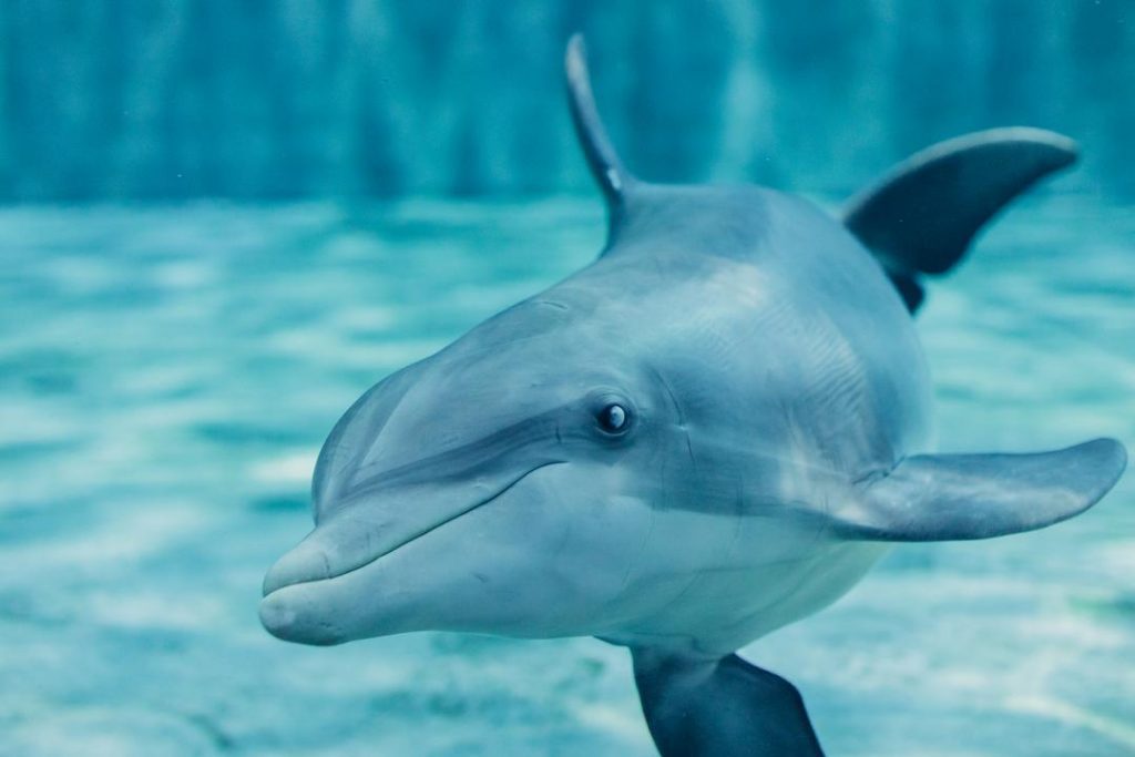 Stone Dolphin Complex Webcam - Pool 1West - Clearwater Marine Aquarium