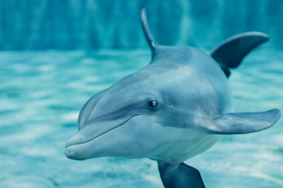 Sea Turtle Rehab Webcam - Clearwater Marine Aquarium