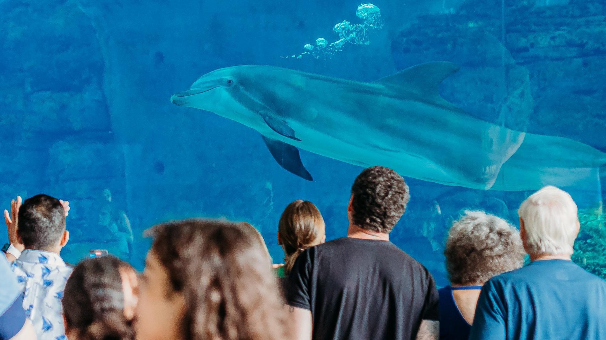 Florida Resident Pass - Clearwater Marine Aquarium