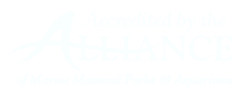 Stone Dolphin Complex Webcam - Pool 1West - Clearwater Marine Aquarium