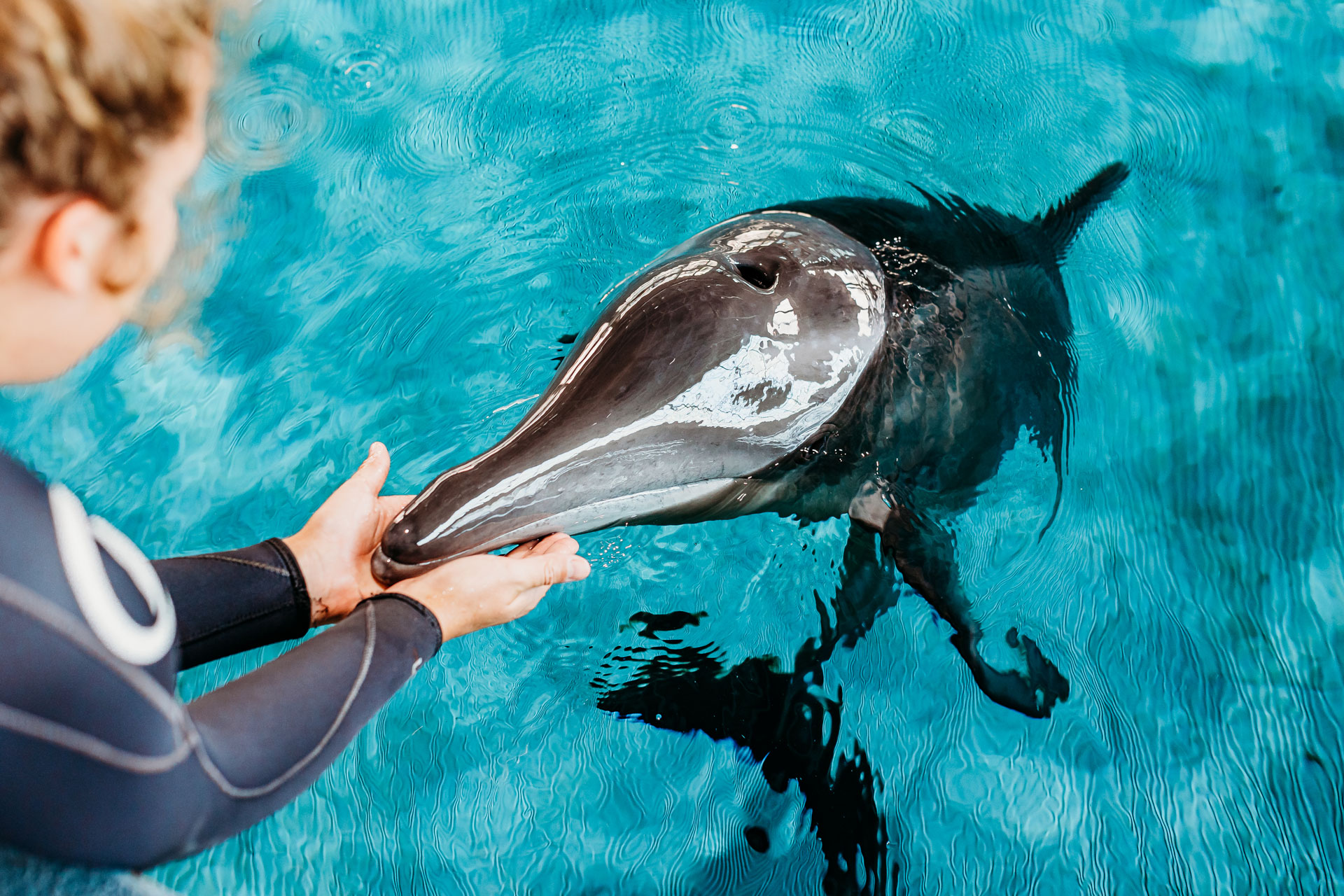 Rosie the Dolphin - Clearwater Marine Aquarium