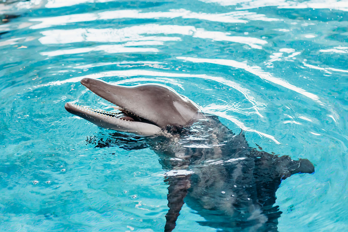 Rosie the Dolphin - Clearwater Marine Aquarium