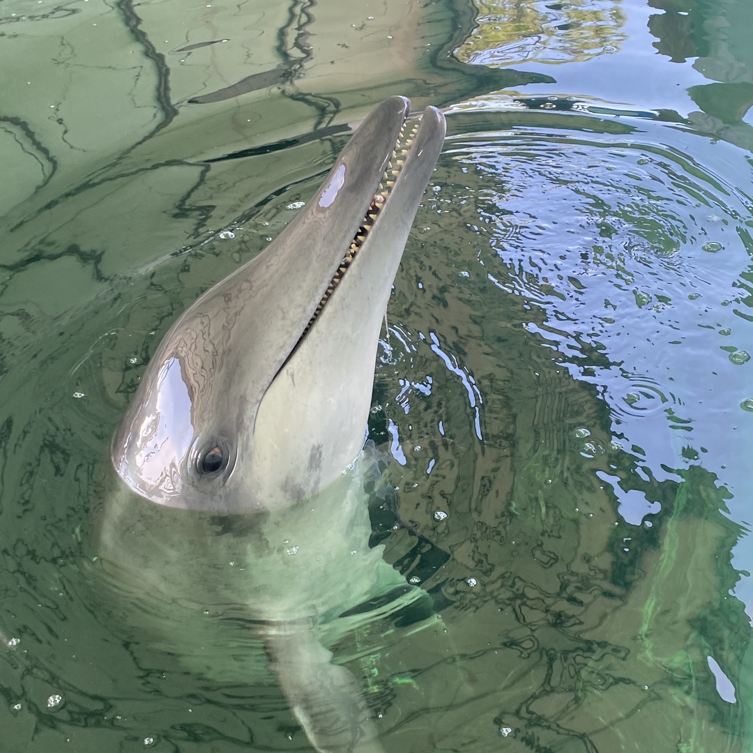 Rosie the Dolphin - Clearwater Marine Aquarium