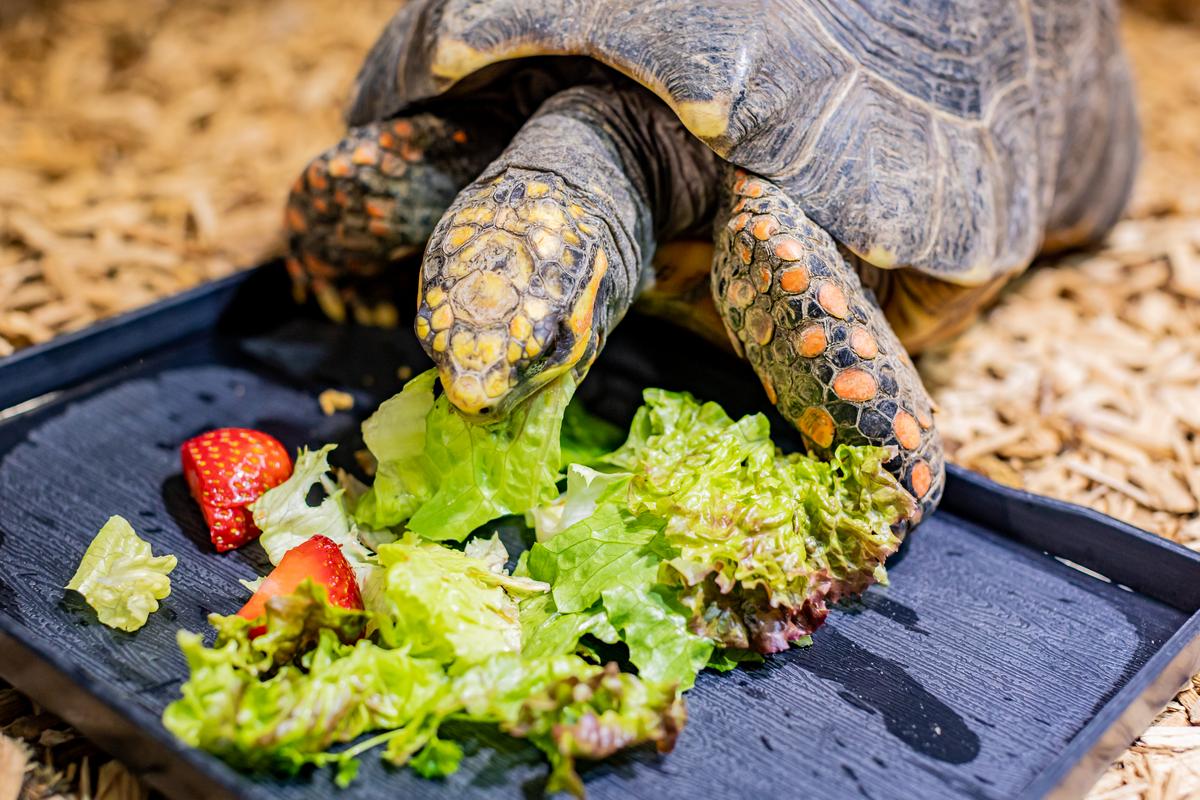 Tortoise Treat Time - Clearwater Marine Aquarium
