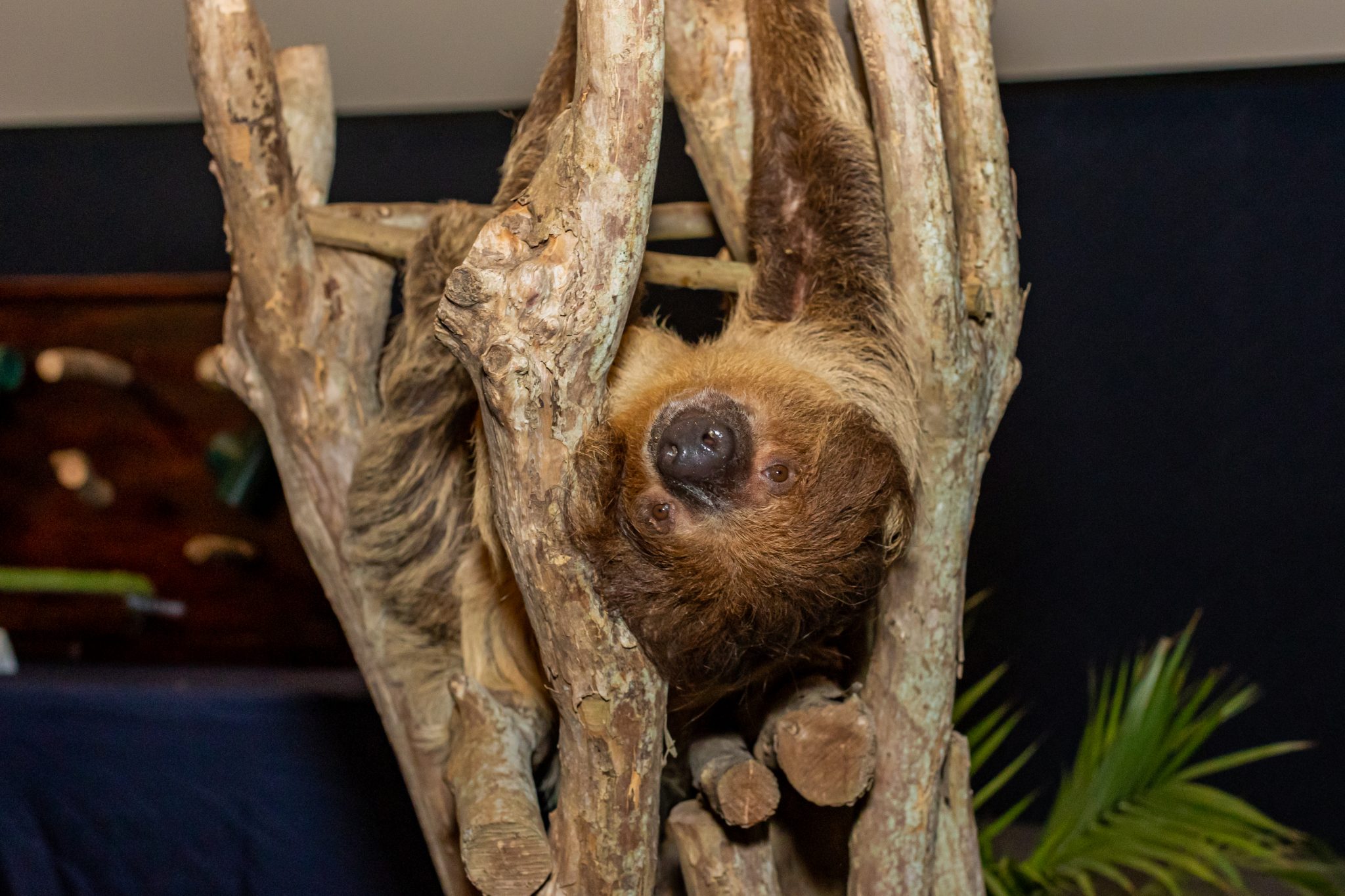 Sloth Meet & Greet - Clearwater Marine Aquarium