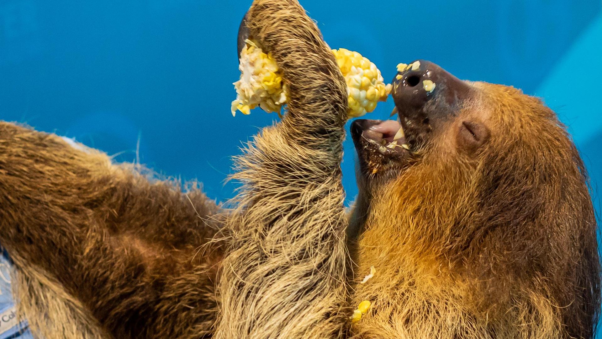 Sloth Meet & Greet - Clearwater Marine Aquarium