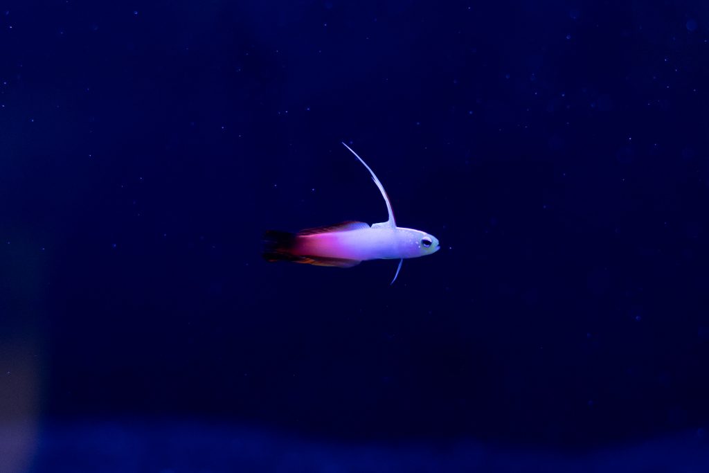 Firefish - Clearwater Marine Aquarium