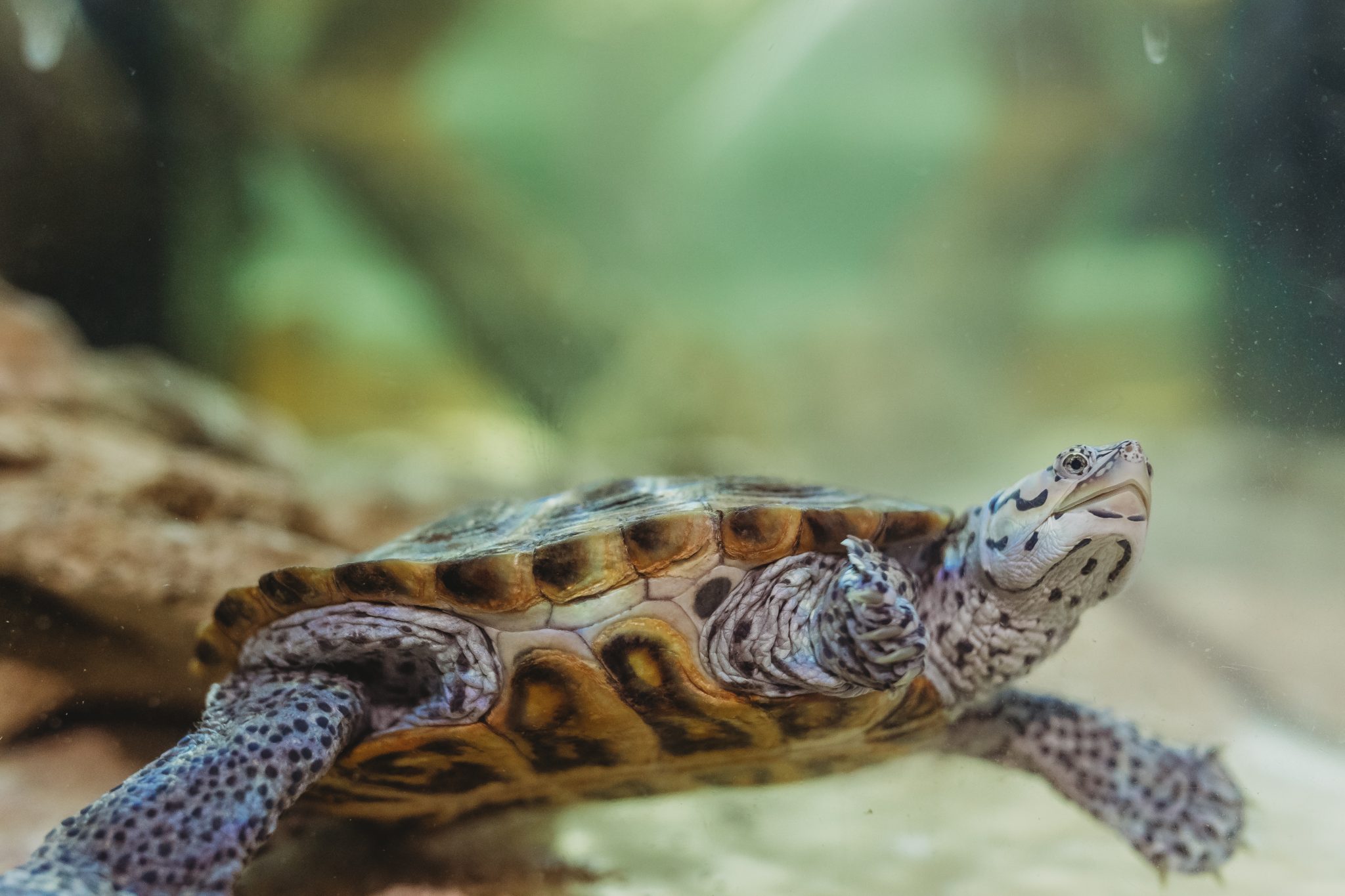 Reptile Species - Clearwater Marine Aquarium