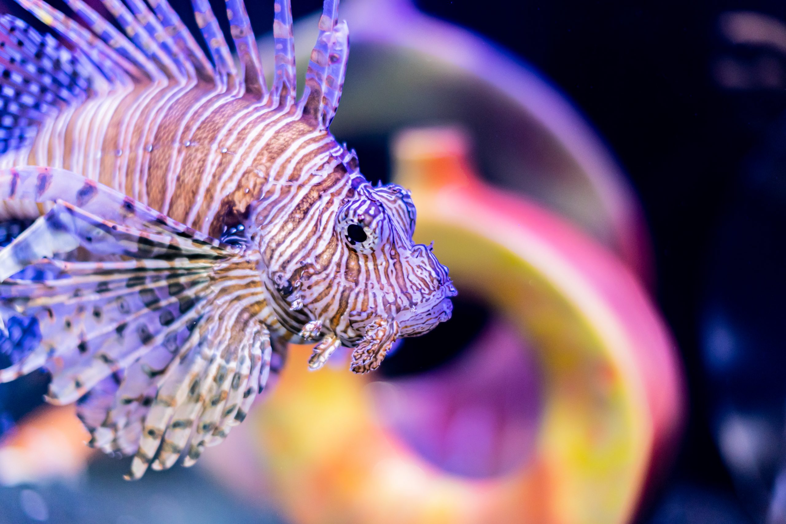 Purple Lionfish