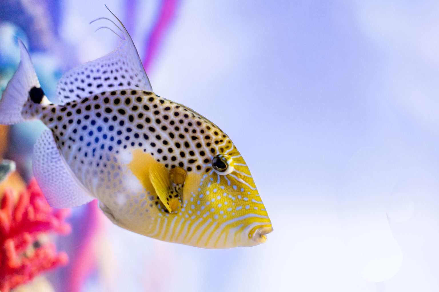 More Marine Animals - Clearwater Marine Aquarium