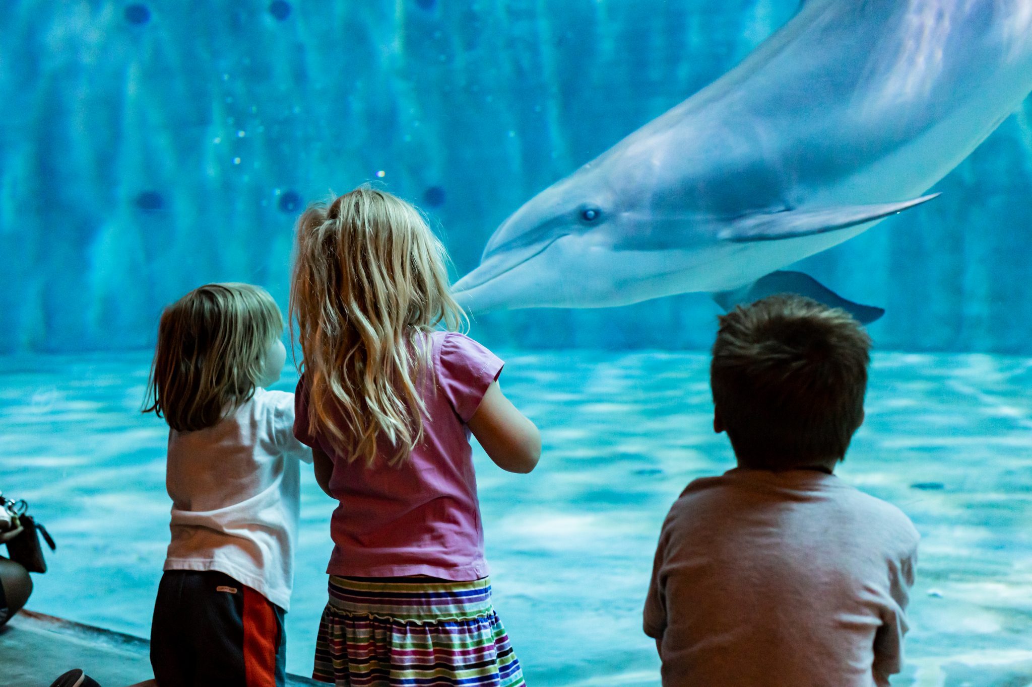 Guided Aquarium Tour - Clearwater Marine Aquarium