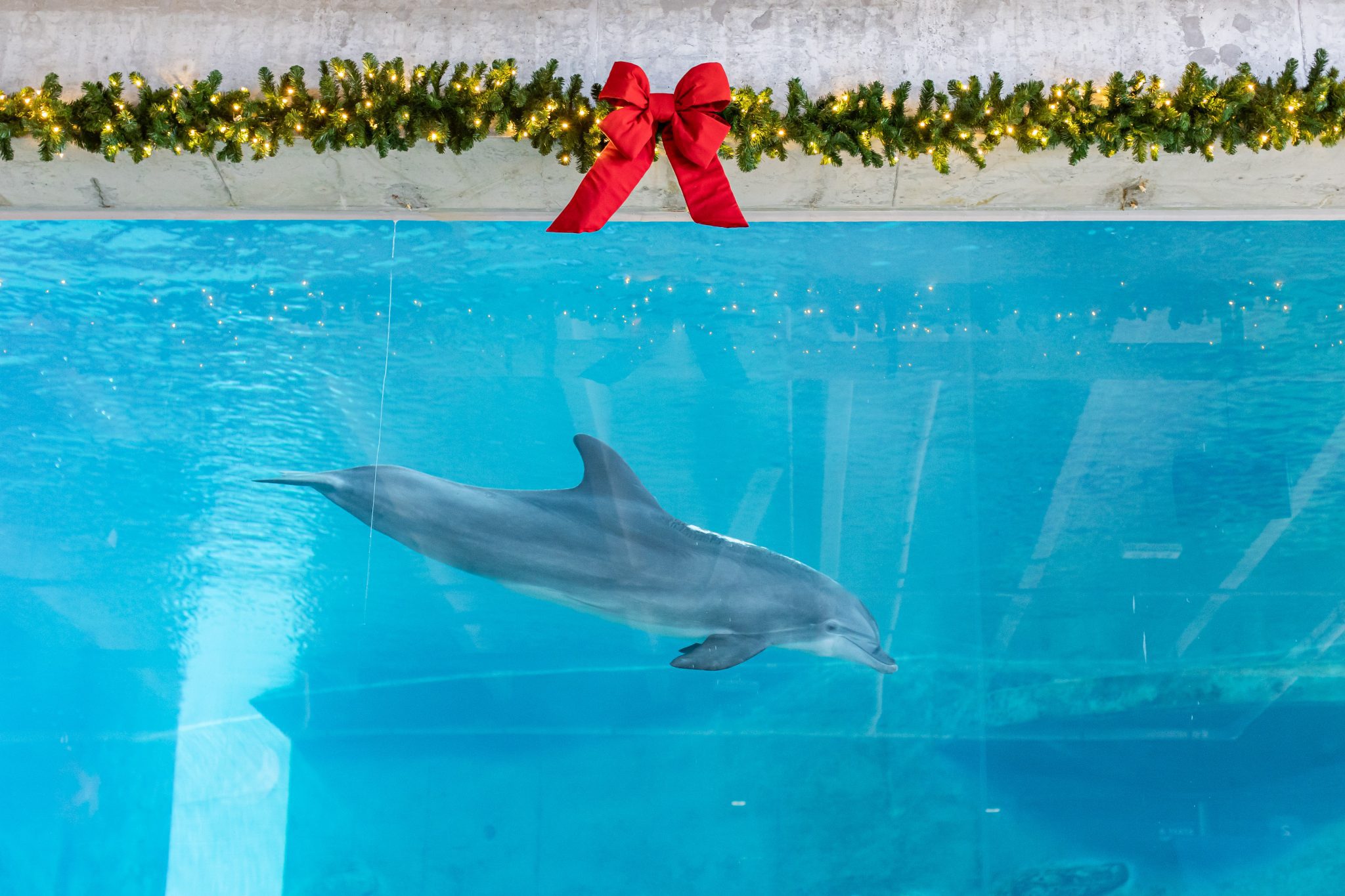 Sea of Holiday Joy - Clearwater Marine Aquarium