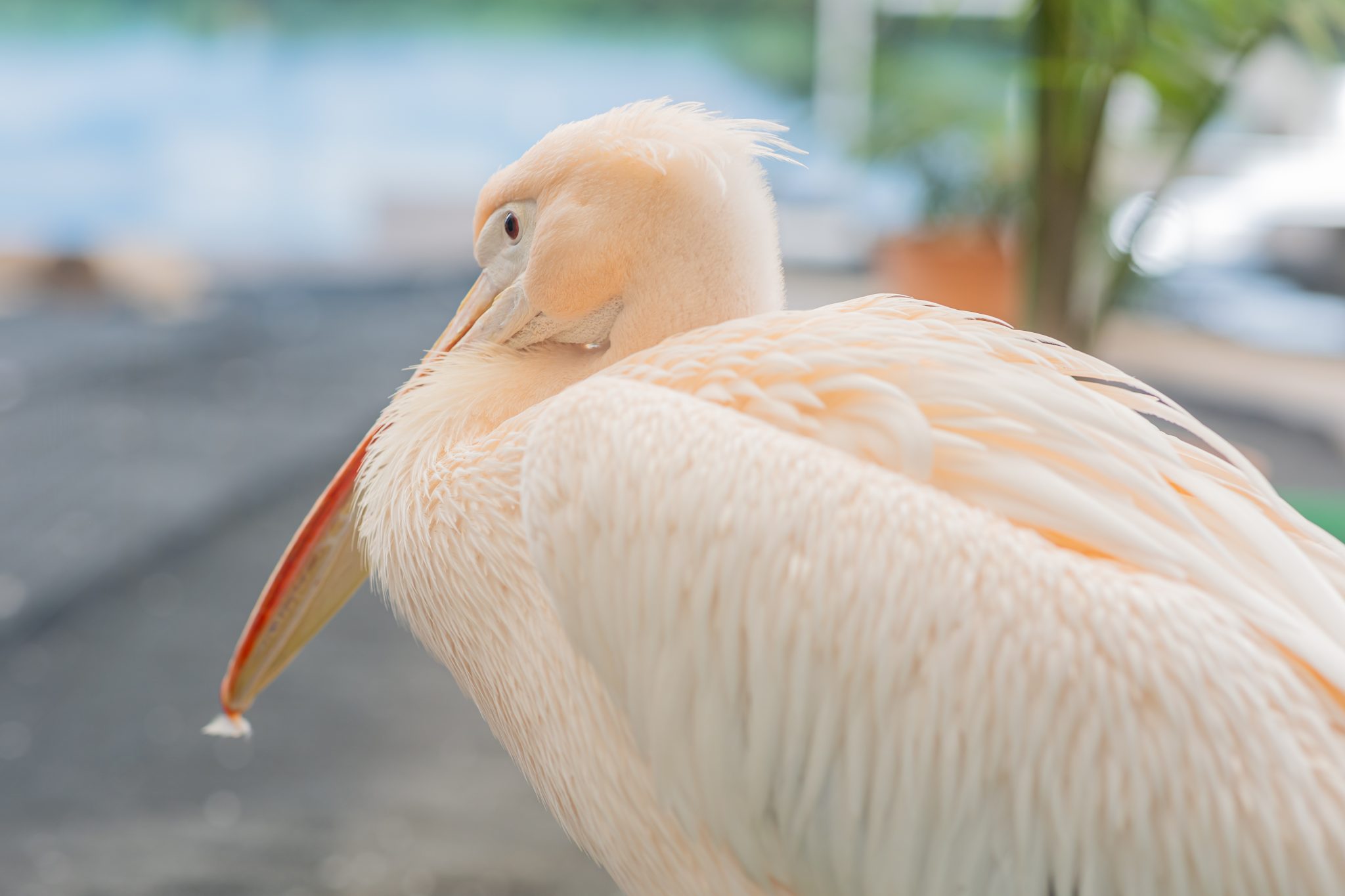 VIP Pelican Experience - Clearwater Marine Aquarium