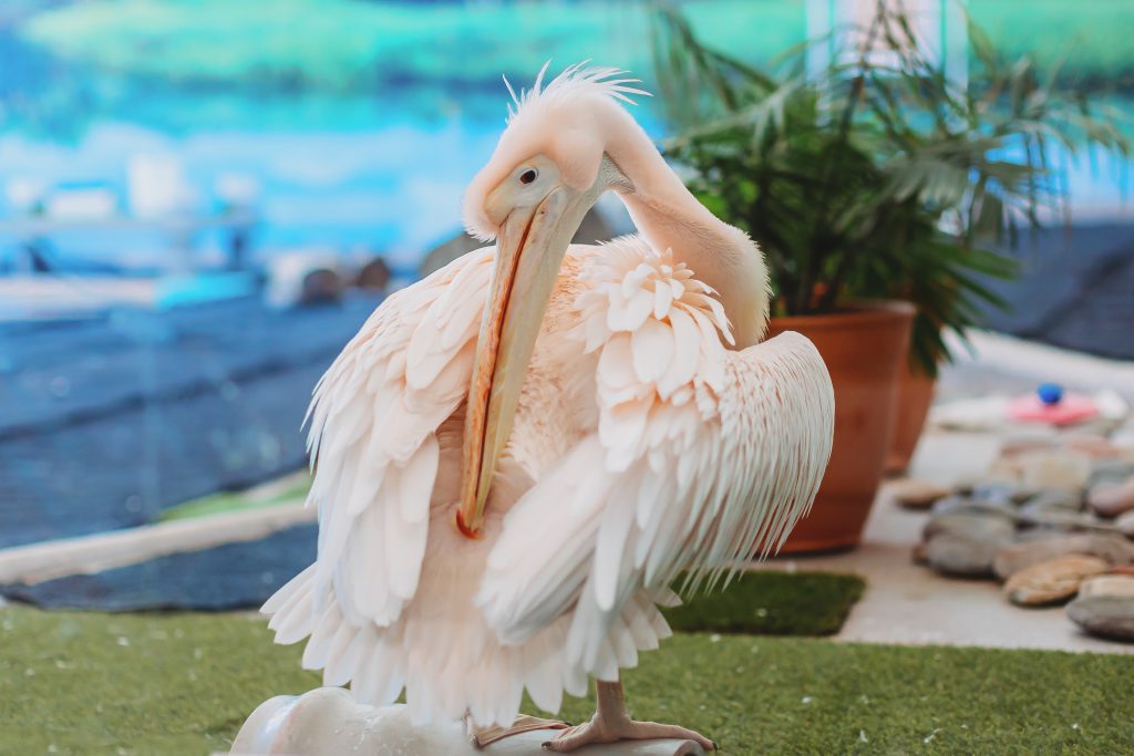 VIP Pelican Experience - Clearwater Marine Aquarium