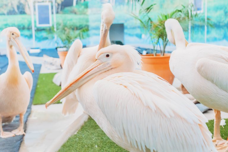 VIP Pelican Experience - Clearwater Marine Aquarium