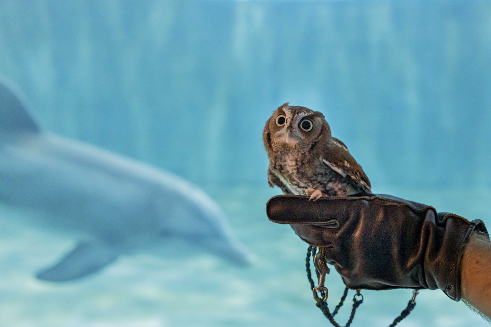 Meet the Dolphin Tale Stars - Clearwater Marine Aquarium