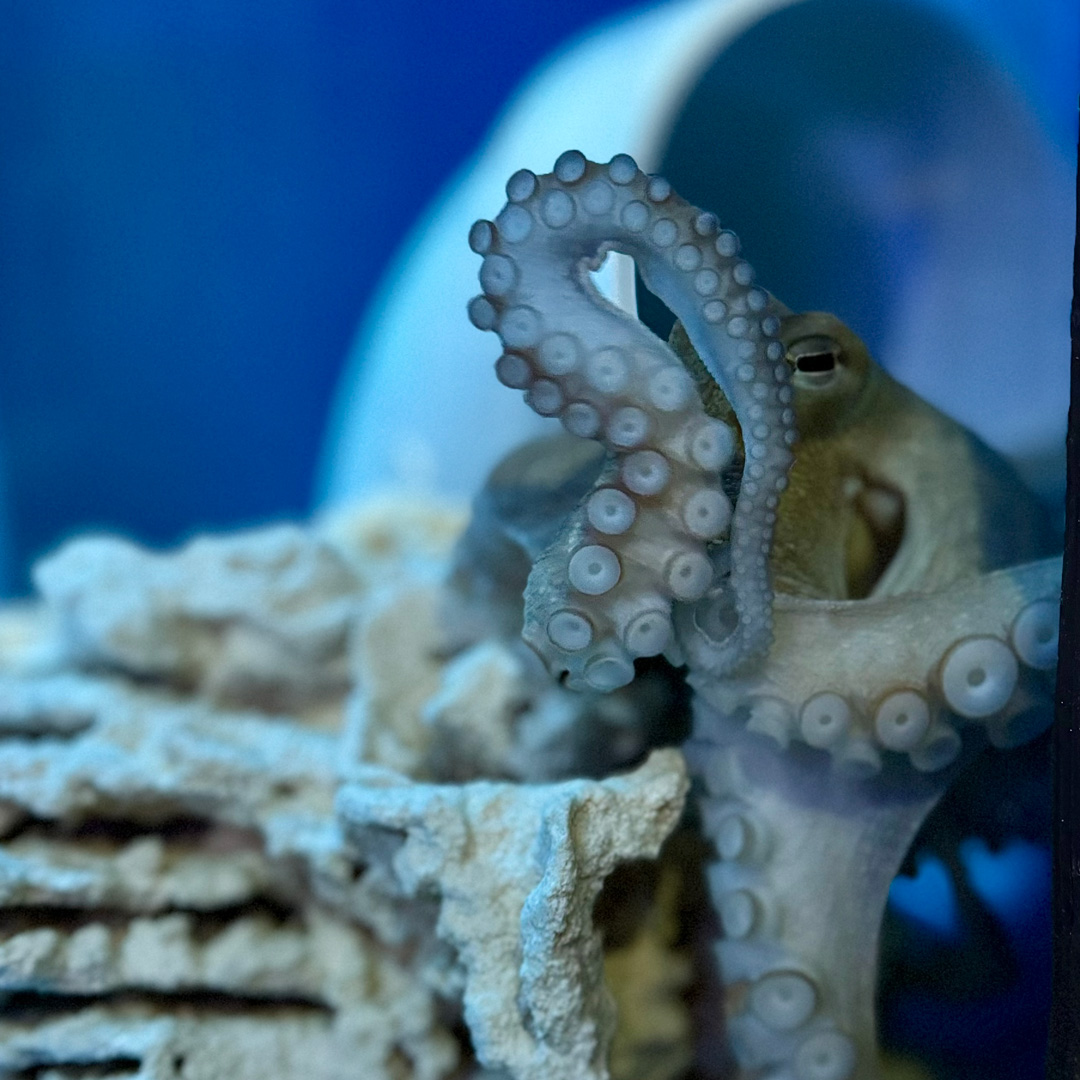 Clearwater Marine Aquarium | Florida's Marine Life Rescue Center