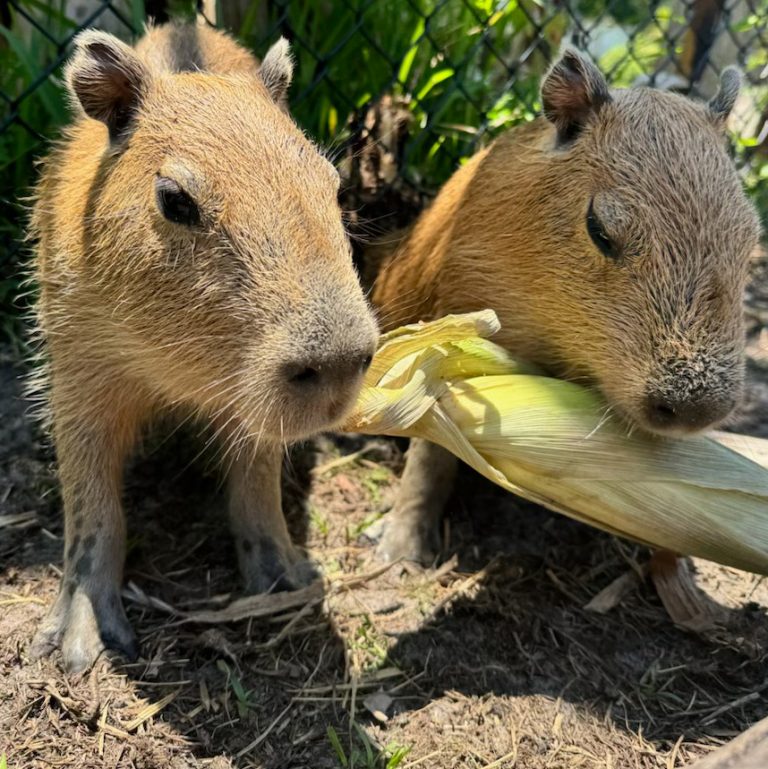 Capybara Evening Chillout - Clearwater Marine Aquarium