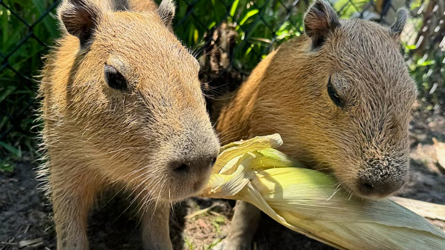 Capybara Member Preview Days - Clearwater Marine Aquarium