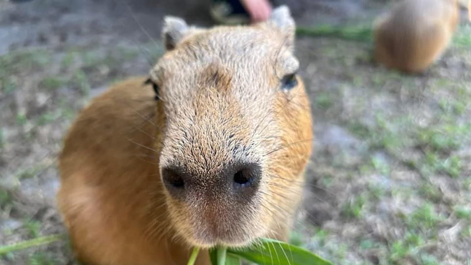 Capybara Chillout - Clearwater Marine Aquarium