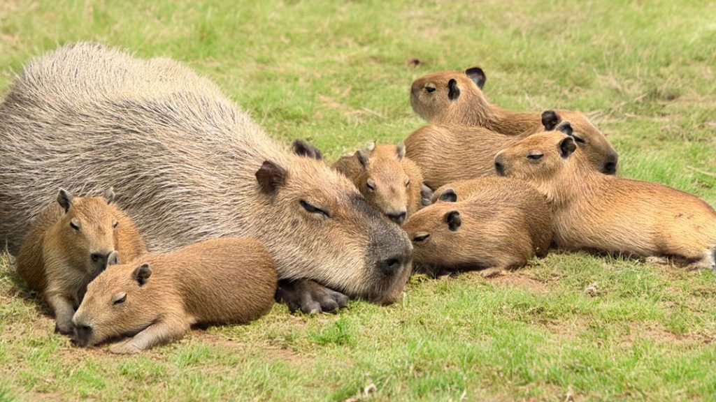 Capybara Chillout - Clearwater Marine Aquarium