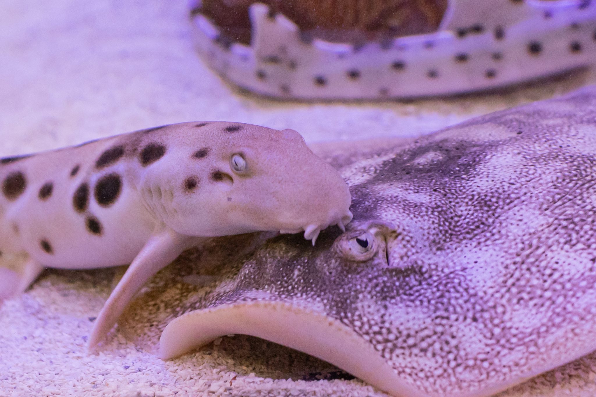 Little Sharks, Big Appetites: Care and Feeding Tour - Clearwater Marine ...