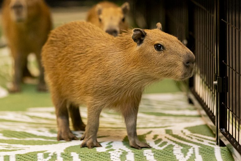 Capybara Experiences - Clearwater Marine Aquarium