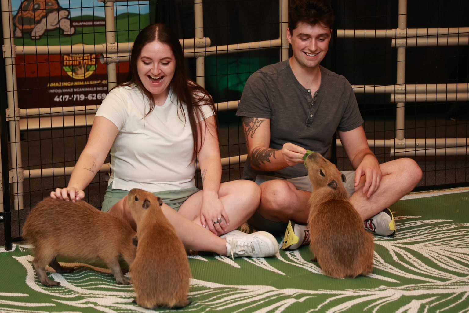Capybara Experiences - Clearwater Marine Aquarium