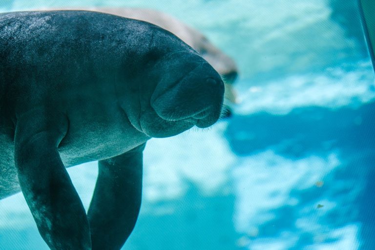 Dr. James "Buddy" Powell Manatee Rehabilitation Center - Clearwater ...