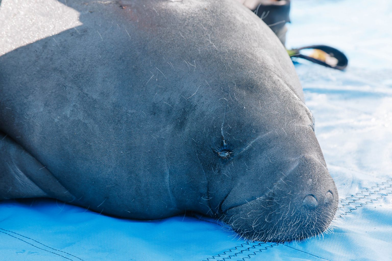 Dr. James "Buddy" Powell Manatee Rehabilitation Center - Clearwater ...