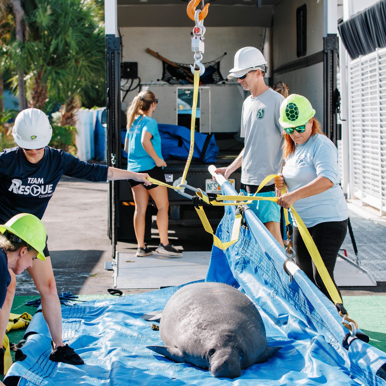 Dr. James "Buddy" Powell Manatee Rehabilitation Center - Clearwater ...