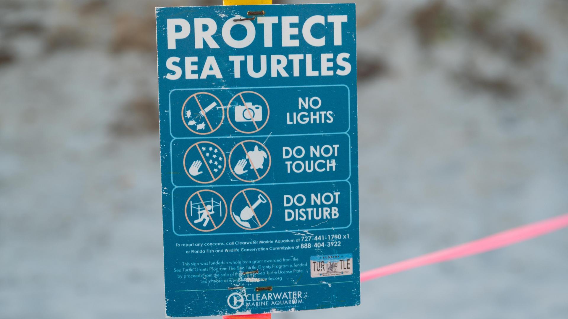 Sea Turtle Conservation Nesting Ride-Along - Clearwater Marine Aquarium