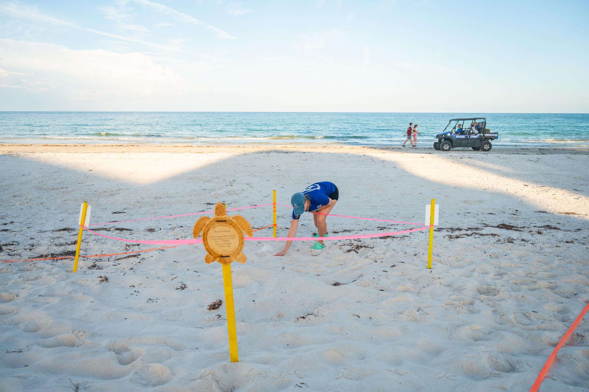 Sea Turtle Conservation Nesting Ride-Along - Clearwater Marine Aquarium