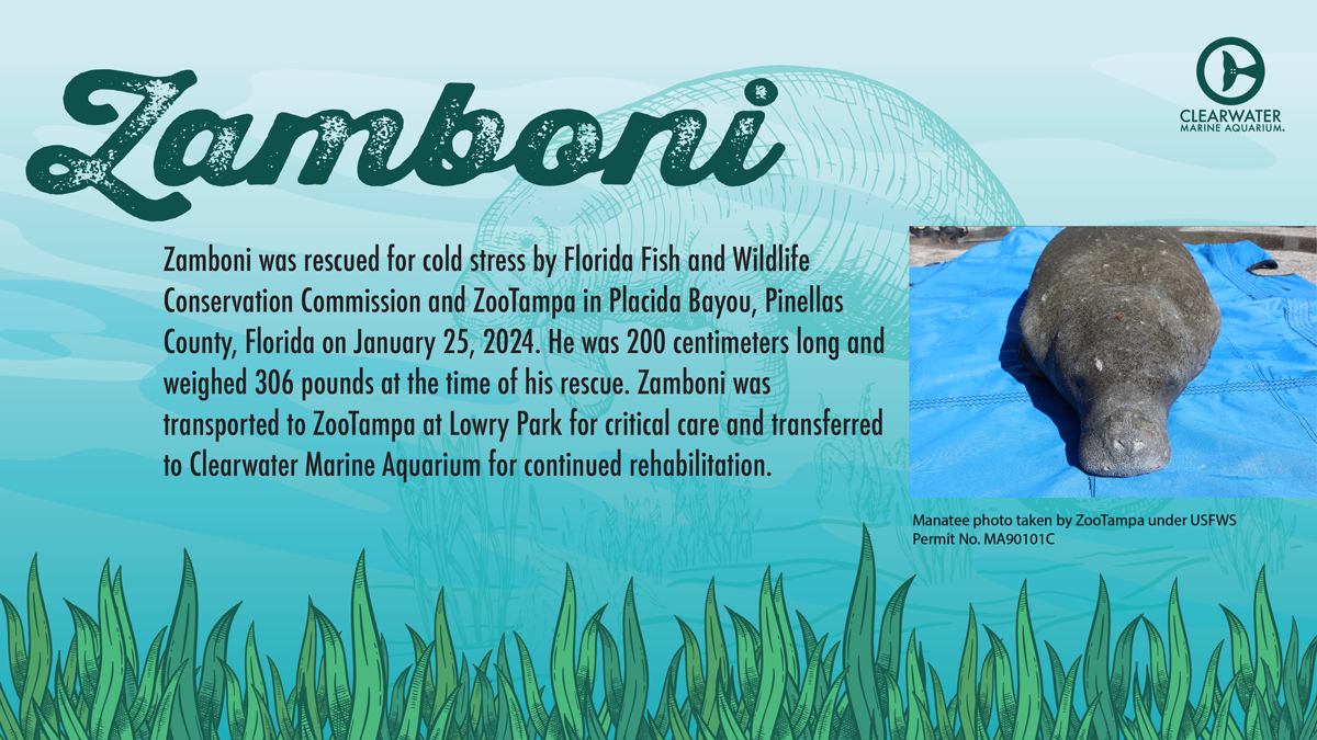 Manatee Rehabilitation Center - Clearwater Marine Aquarium