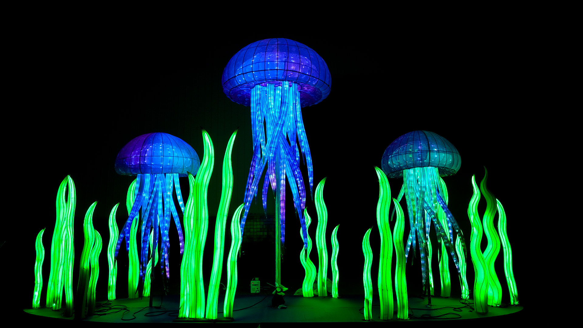 Aqua Lanterns - Clearwater Marine Aquarium