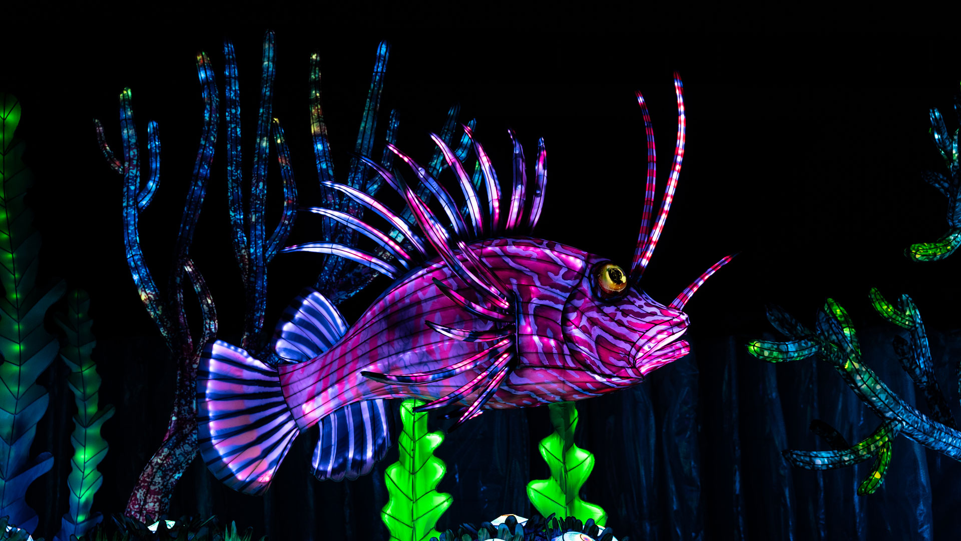 Aqua Lanterns - Clearwater Marine Aquarium