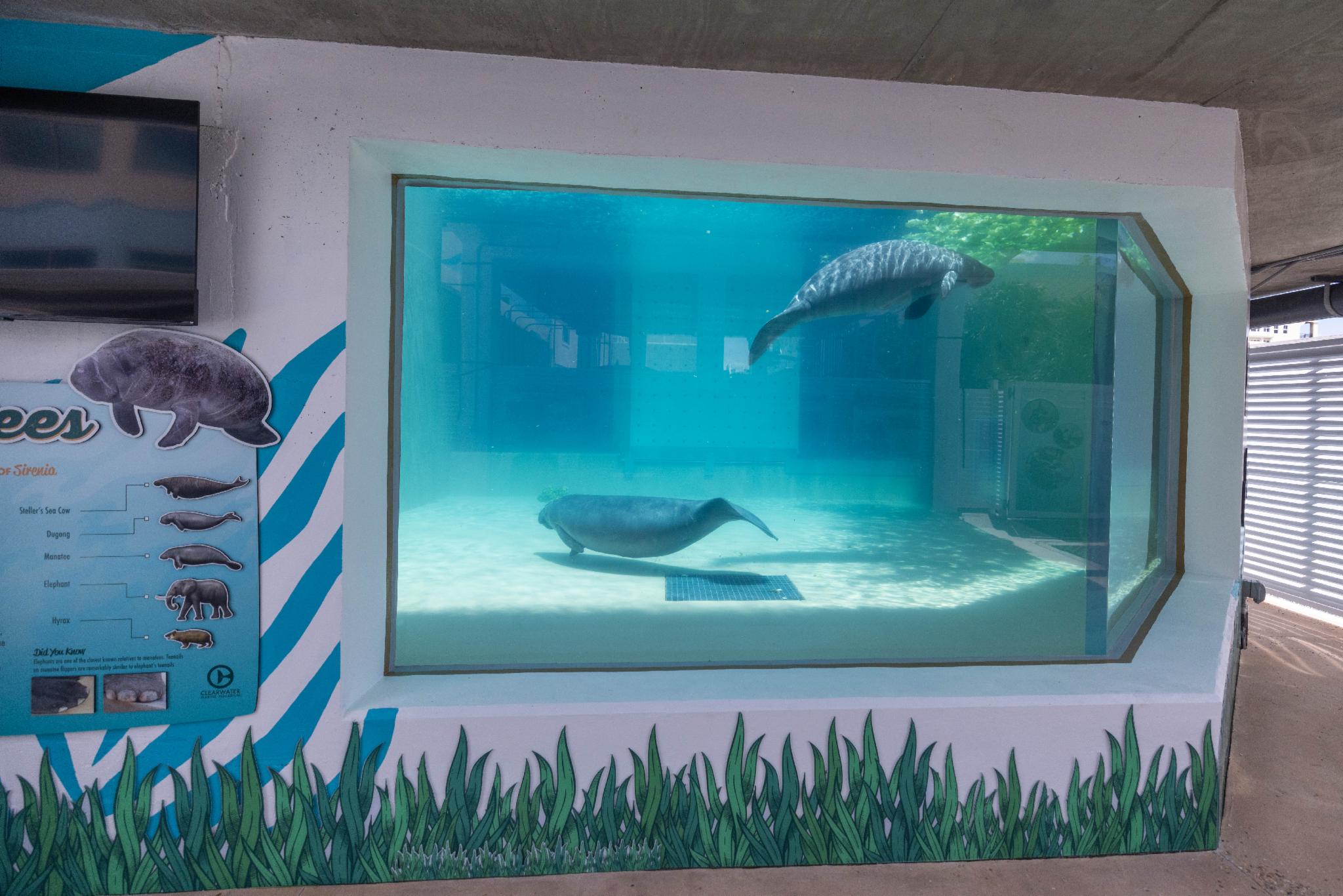 Dr. James "Buddy" Powell Manatee Rehabilitation Center - Clearwater ...