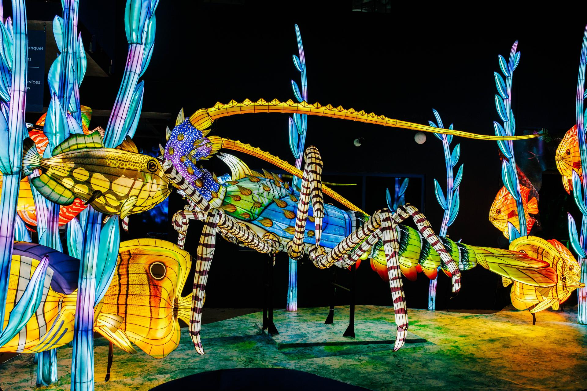 Aqua Lanterns - Clearwater Marine Aquarium