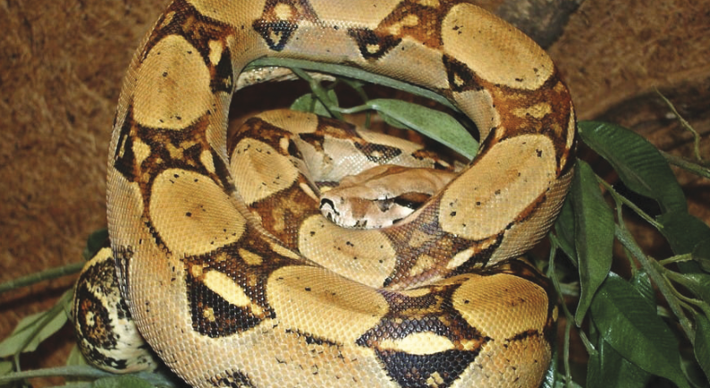 Red-Tailed Boa - Clearwater Marine Aquarium