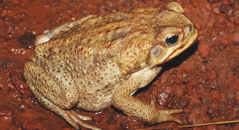 Cane Toad - Clearwater Marine Aquarium