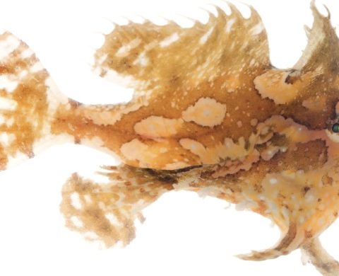 Sargassum fish - Clearwater Marine Aquarium