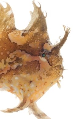 Sargassum fish - Clearwater Marine Aquarium