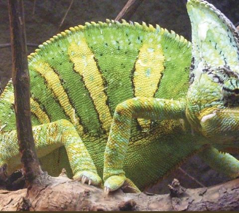 Florida: Wild & Exotic - Clearwater Marine Aquarium