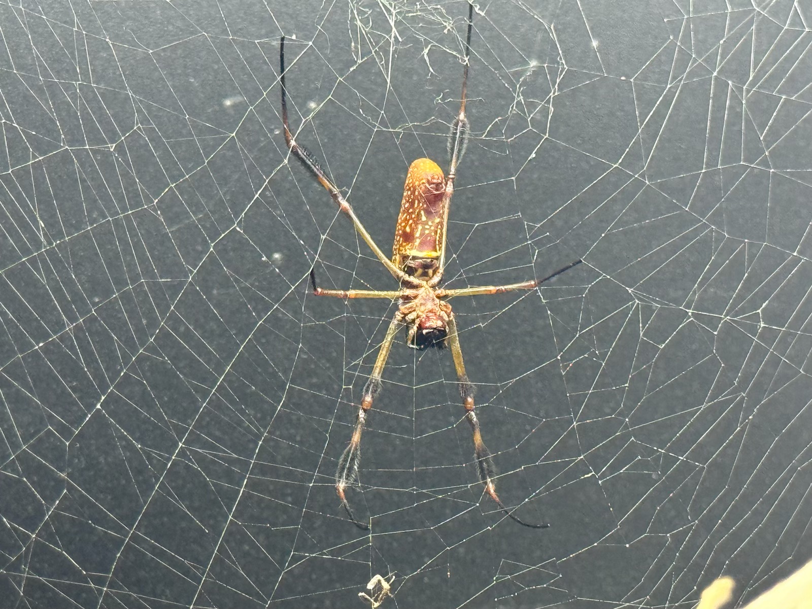 Florida: Wild & Exotic - Clearwater Marine Aquarium