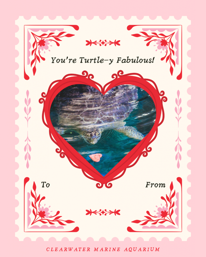 2025 Virtual Valentine's Day Cards - Clearwater Marine Aquarium