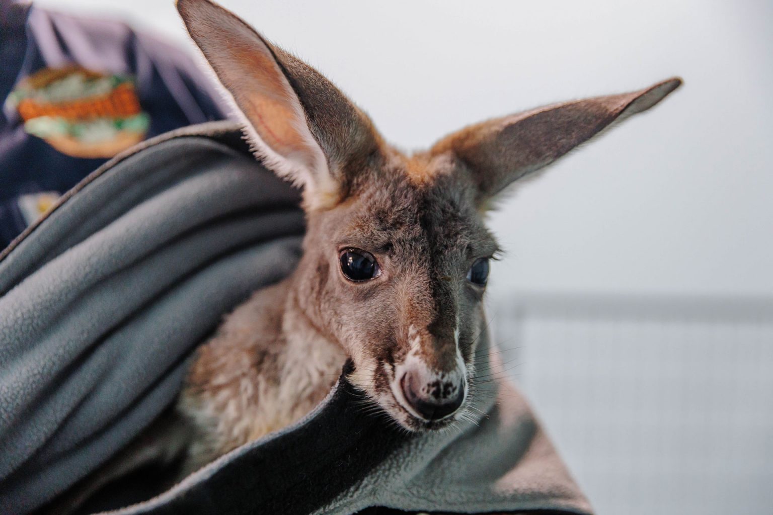Hoppin' Spring Break Kangaroo Experiences - Clearwater Marine Aquarium