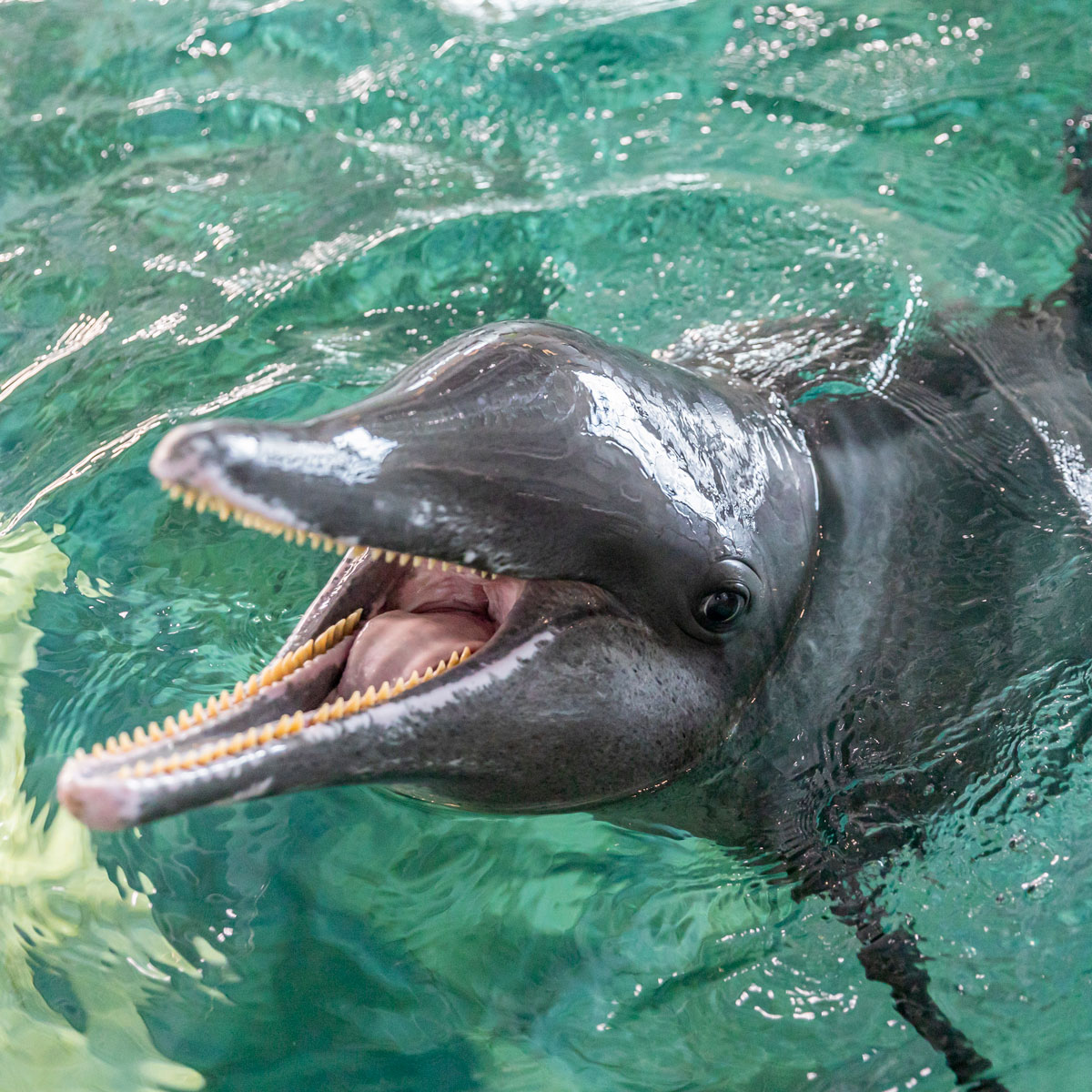 Doris the Dolphin - Clearwater Marine Aquarium