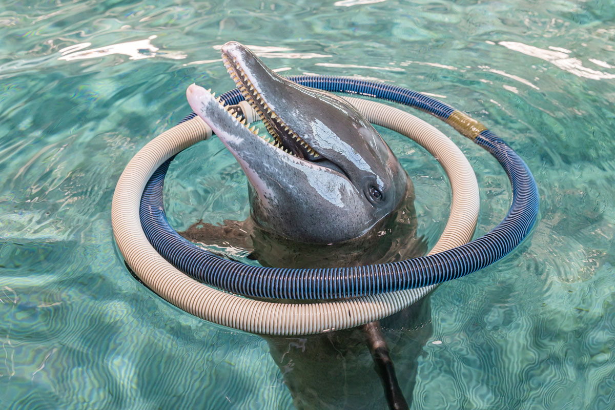 Doris the Dolphin - Clearwater Marine Aquarium